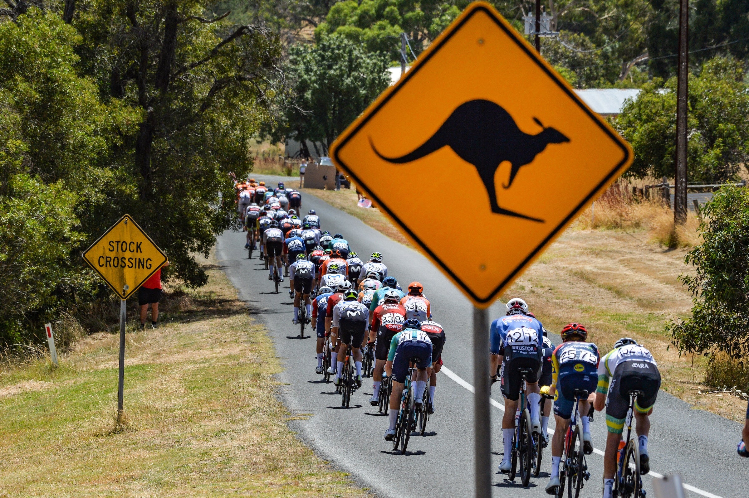 Kangaroo Chaos at Tour Down Almost Derails Jay Vine GC Victory